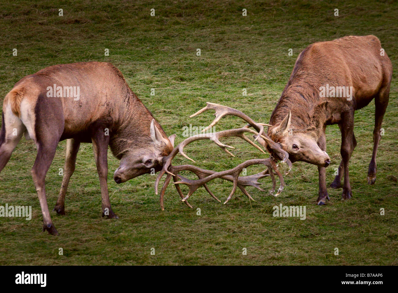 Duelling hi-res stock photography and images - Alamy