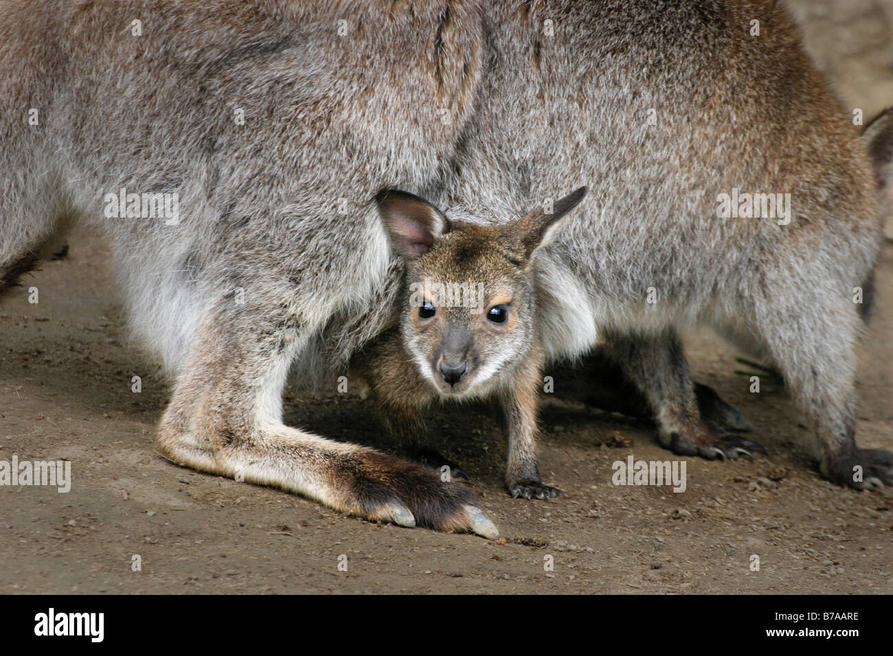 Macropus rufogriseus rufogriseus mammals mammal marsupial mammals ...