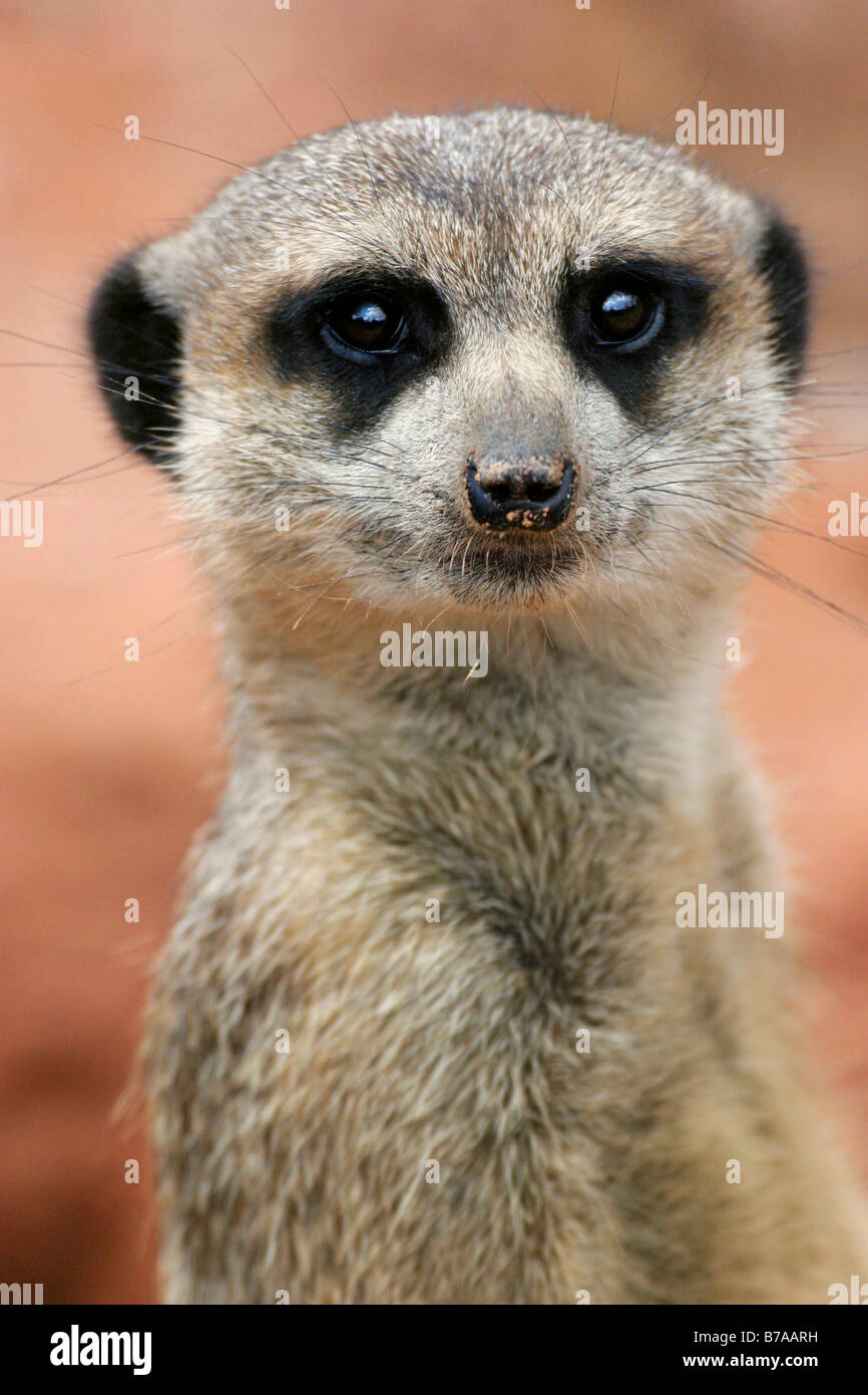 Suricate, Meerkat (Suricata suricatta Stock Photo - Alamy