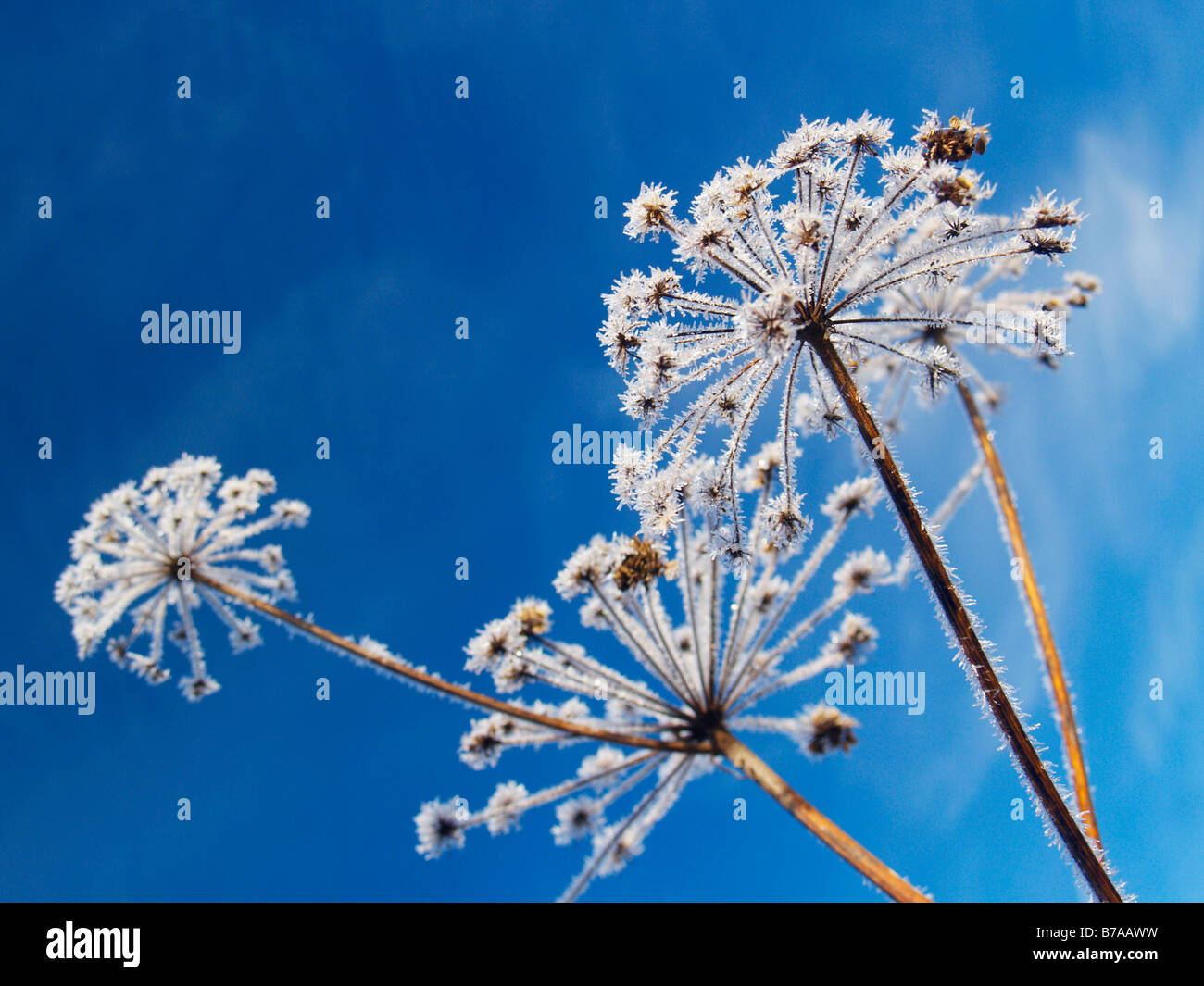 Umbel botany hi-res stock photography and images - Alamy