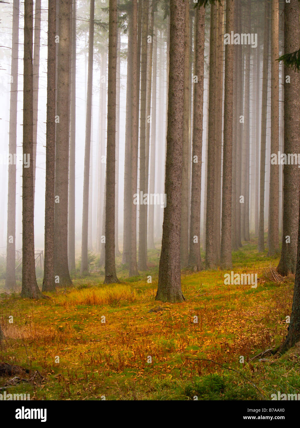 Misty forest, Kamenna hora, Bohemian Forest National Park, Sumava ...