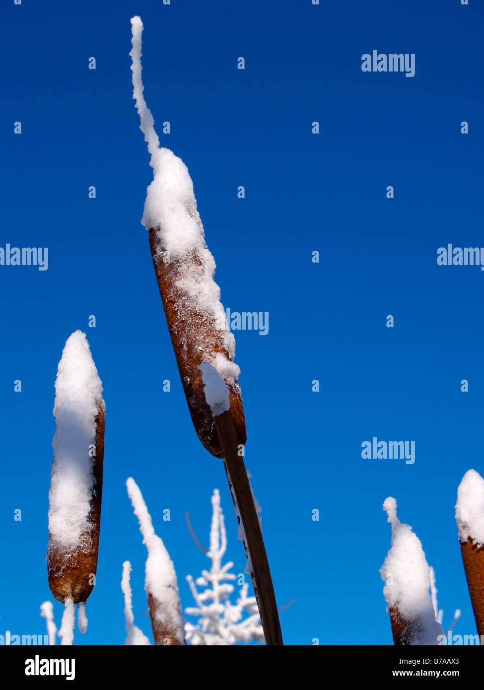 Napier grass hi-res stock photography and images - Alamy