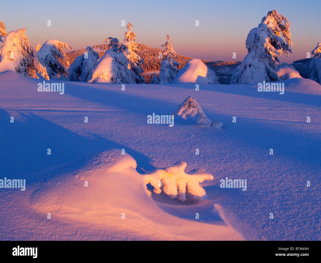 Spruce trees, new snow on Cervena hora, Hrubý Jeseník mountain range ...
