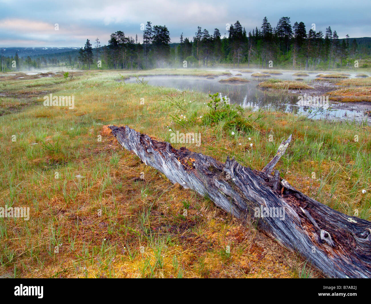 Morass in Lurudalen Valley, ground mist, Snåsa region, Nord-Trøndelag ...