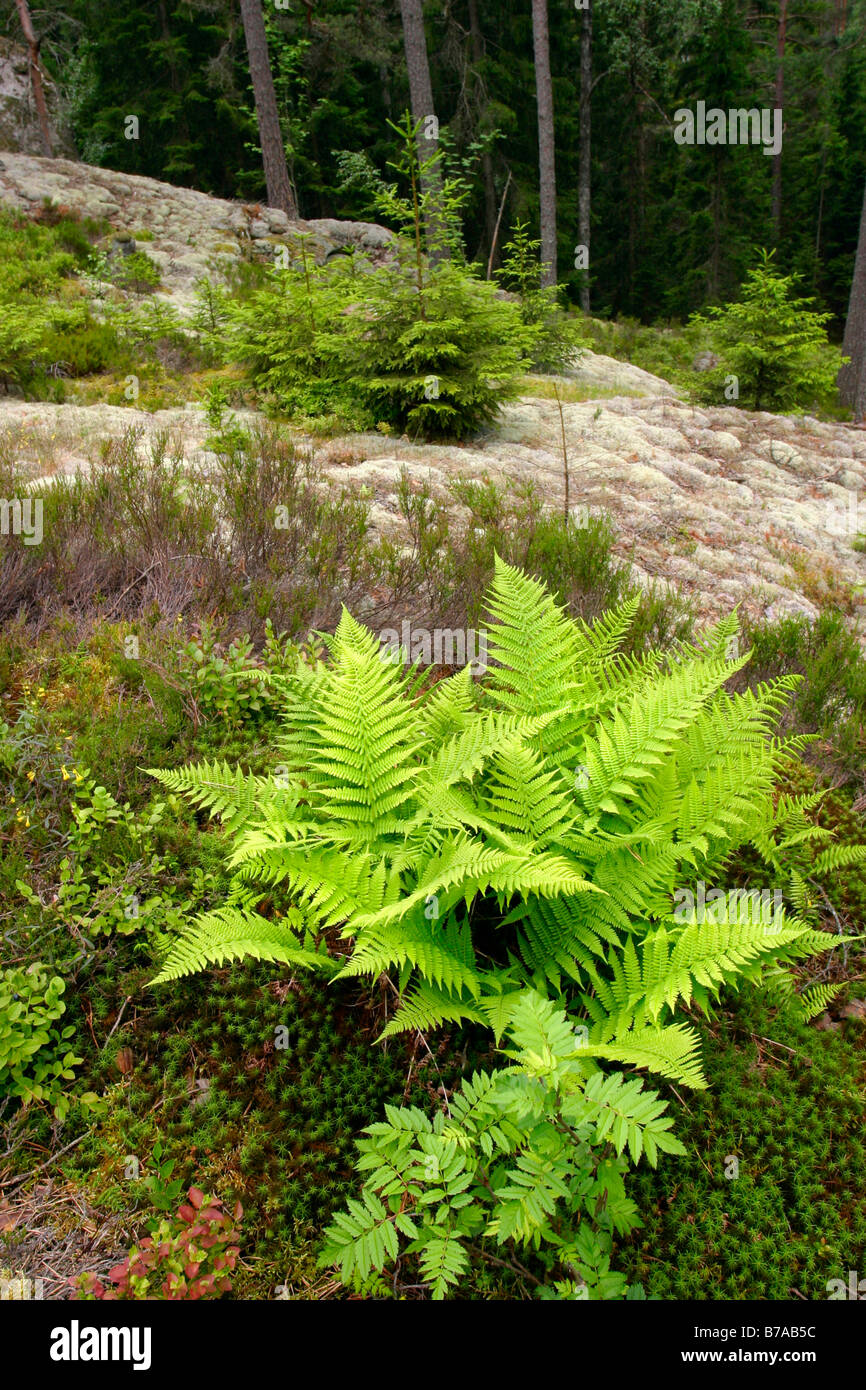 Swedish ferns hi-res stock photography and images - Alamy