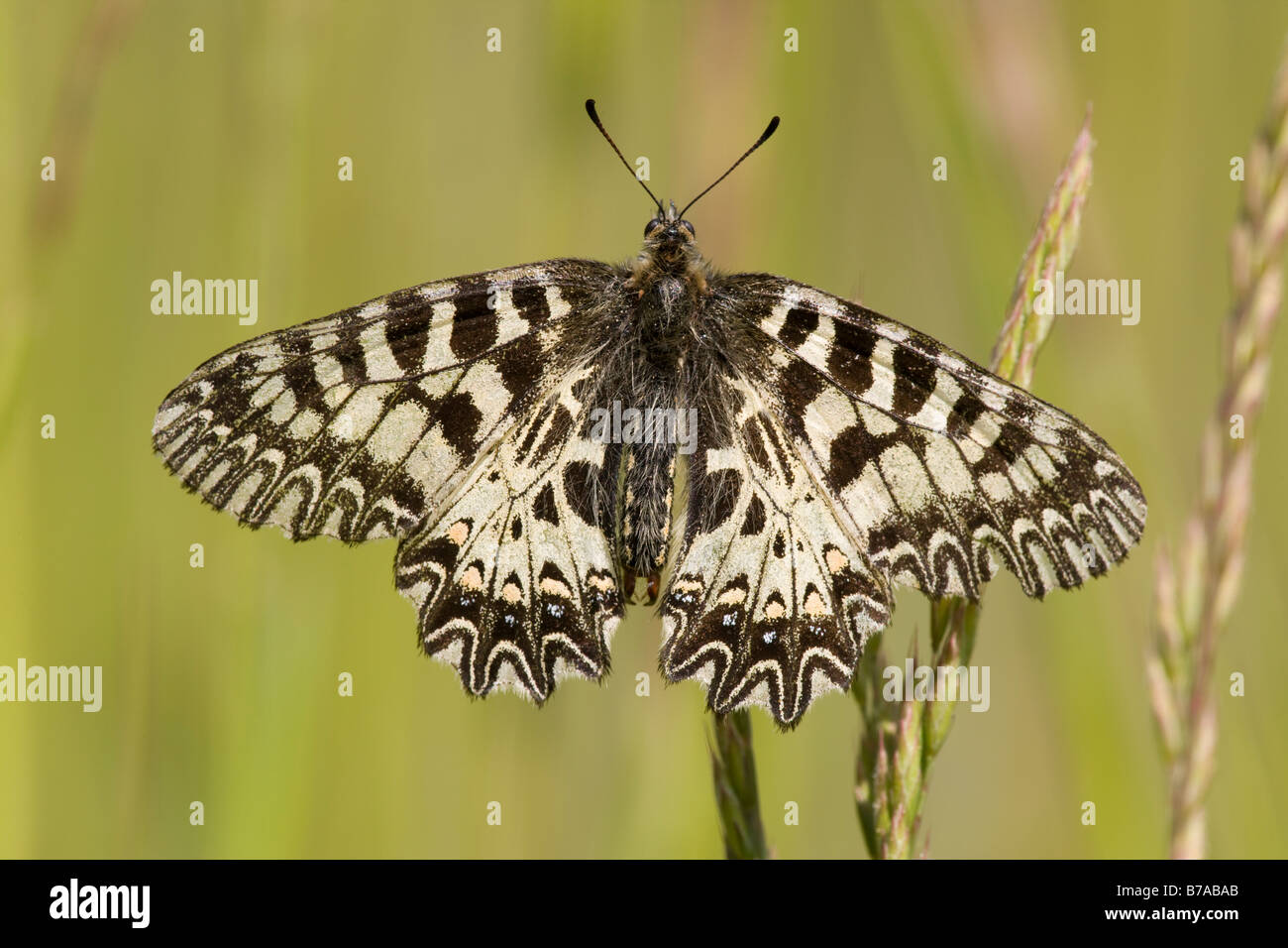 Southern Festoon Butterfly (Zerynthia polyxena), wings spread, Lobau ...