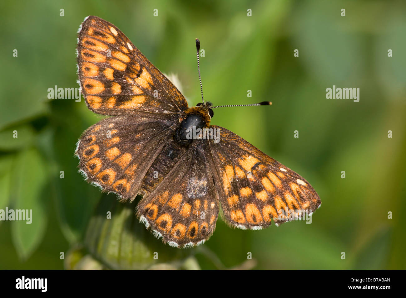 Duke of Burgundy Butterfly (Hamearis lucina), wings spread, Eichkogel ...