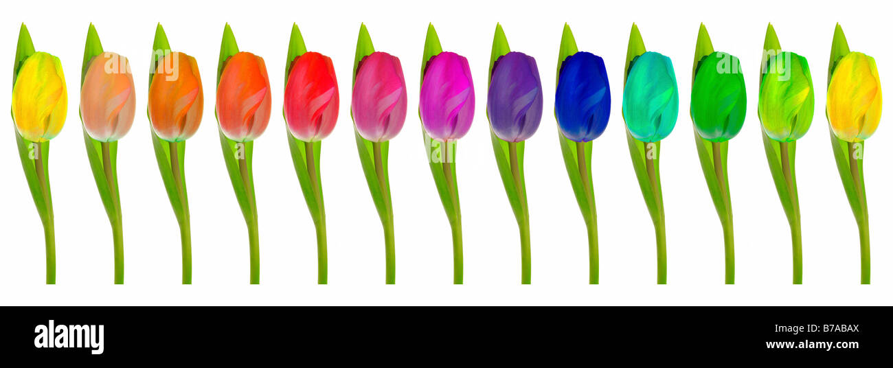 Row of rainbow-coloured Tulips on white Stock Photo - Alamy