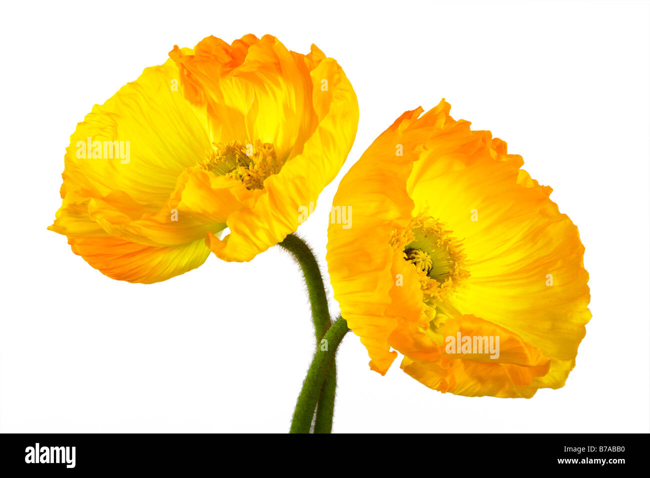 Irish poppy hi-res stock photography and images - Alamy