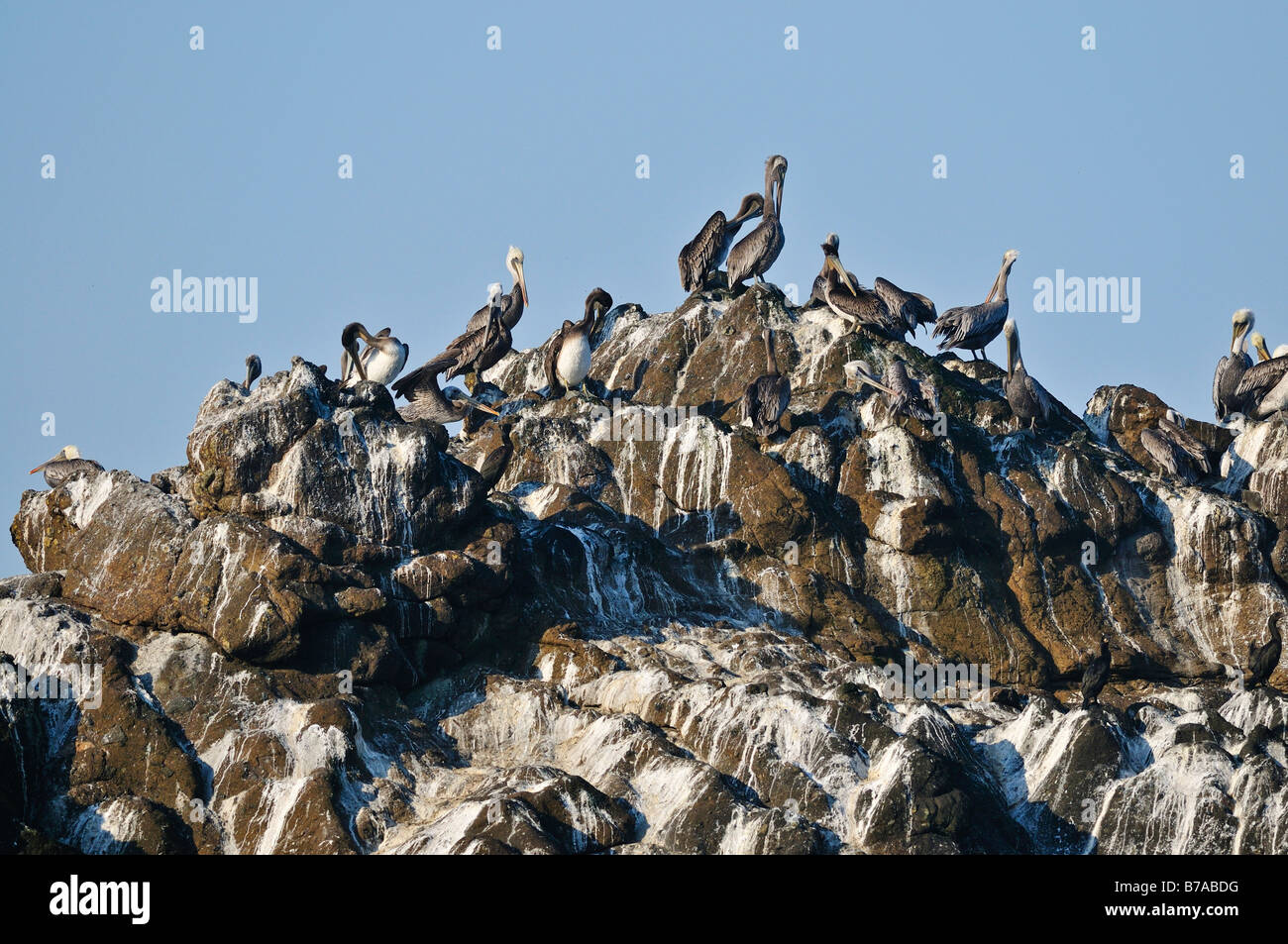 Oregon wildtiere hi-res stock photography and images - Alamy