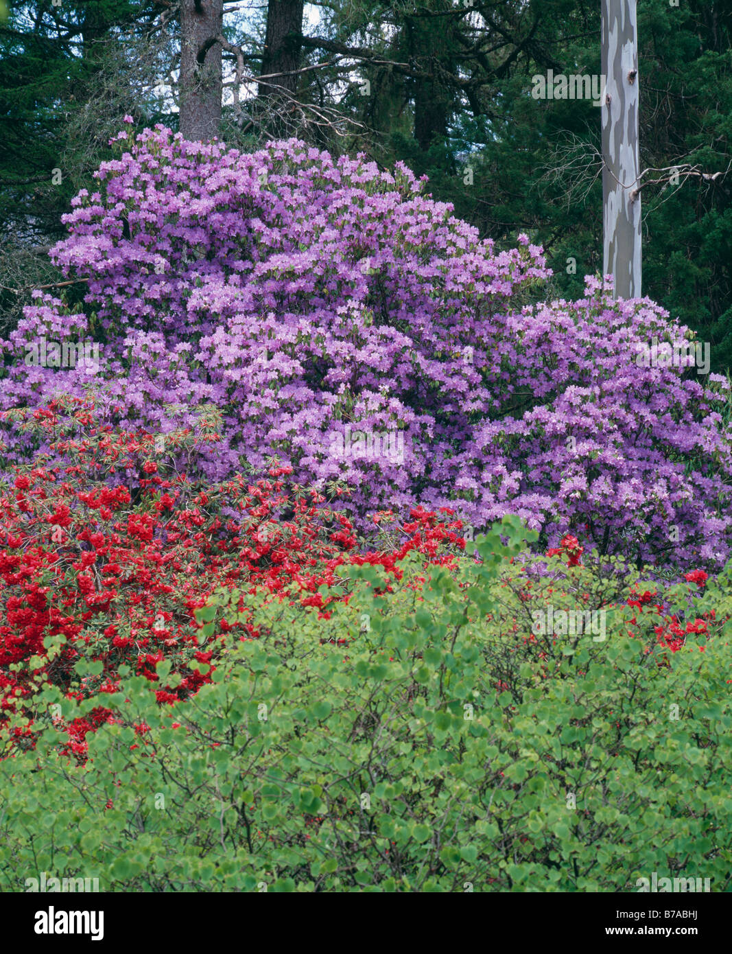 Scotland scottish shrub argyll hi-res stock photography and images - Alamy