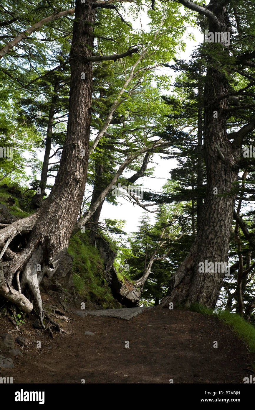 Hiking track, Mount Fuji, Japan, Asia Stock Photo - Alamy