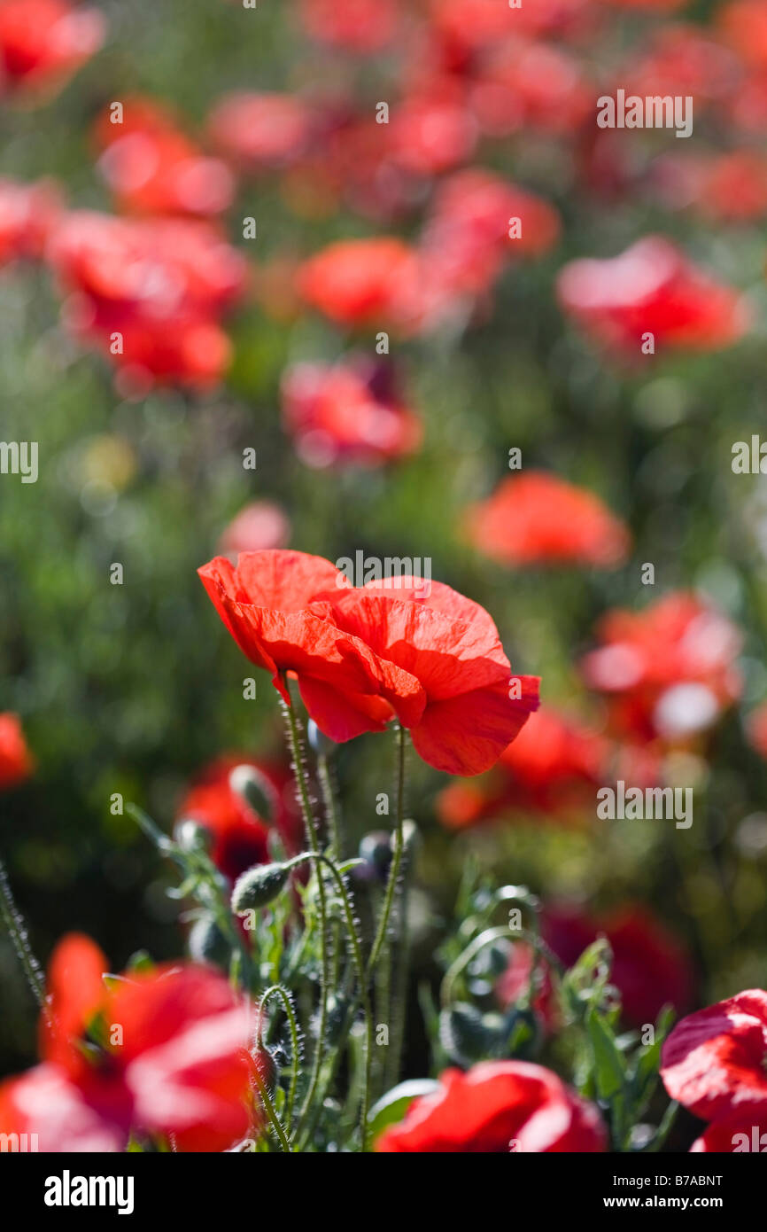 Poppy field (Papaver), Catalonia, Spain, Europe Stock Photo - Alamy