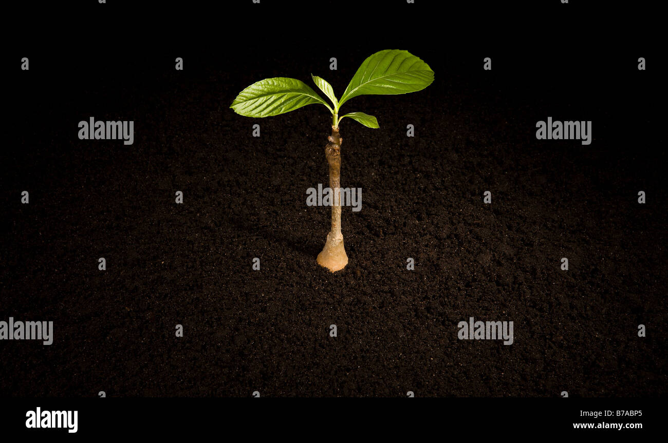 Young baobab tree hi-res stock photography and images - Alamy
