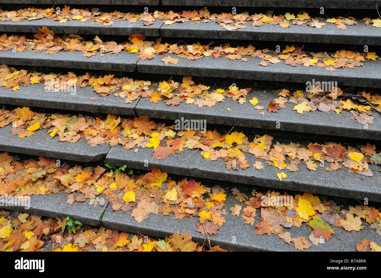 Step on leaves hi-res stock photography and images - Alamy