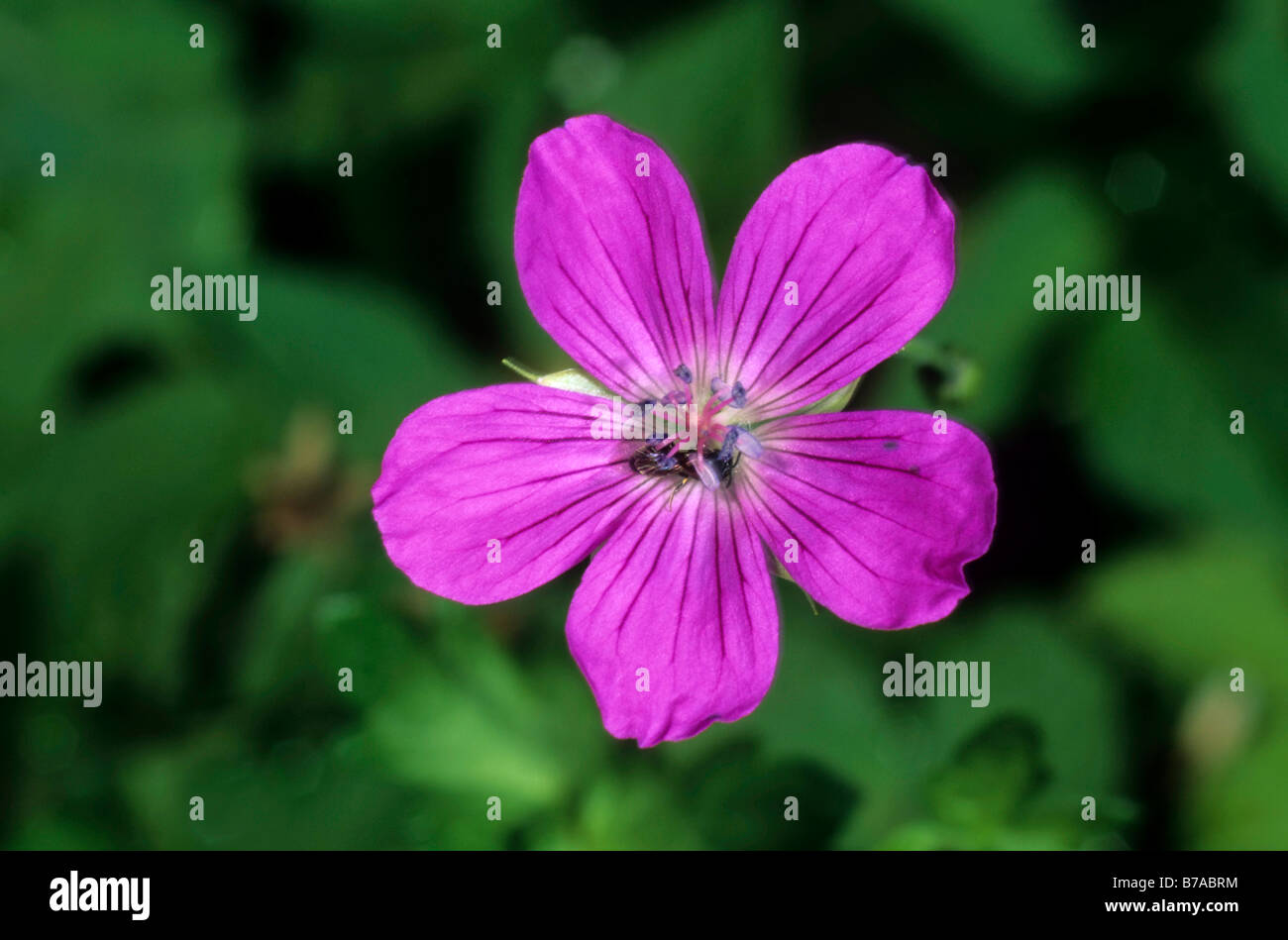 Marsh Crane's Bill (Geranium palustre), single flower Stock Photo - Alamy