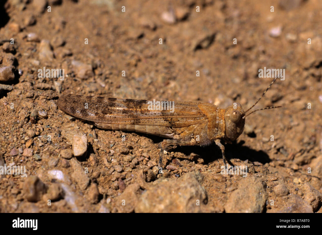Blue-winged Grasshopper (Sphingonotus caerulans), Cyprus, Greece ...