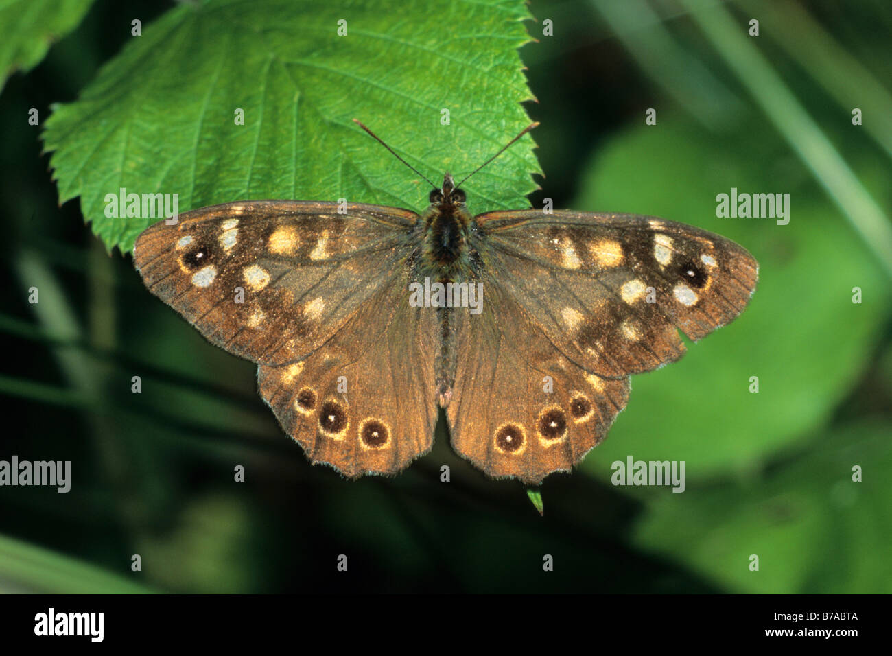 Speckled Wood butterfly (Pararge aegeria) sunbathing Stock Photo - Alamy