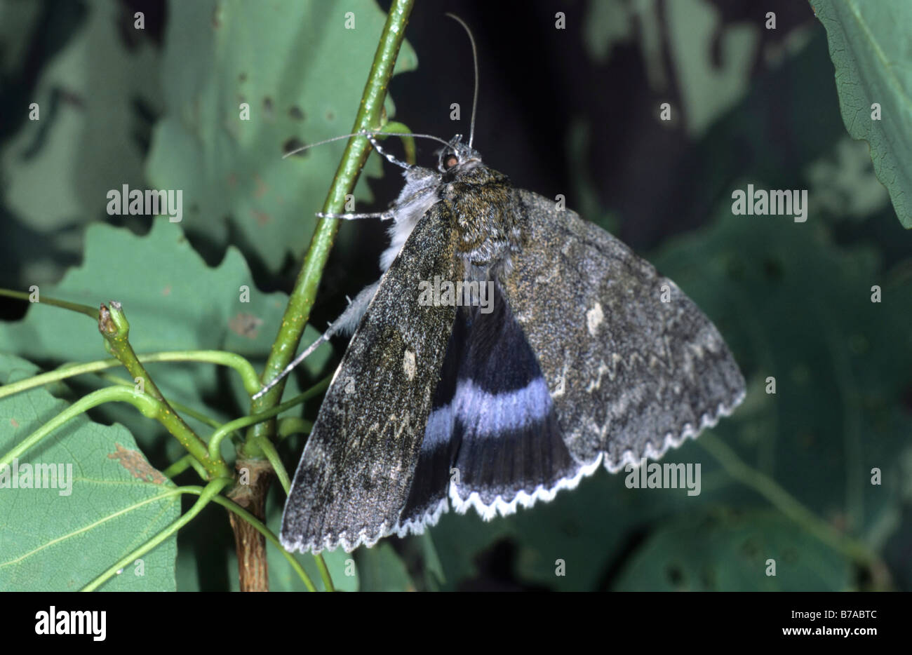 Blue Underwing moth (Catocala fraxini Stock Photo - Alamy