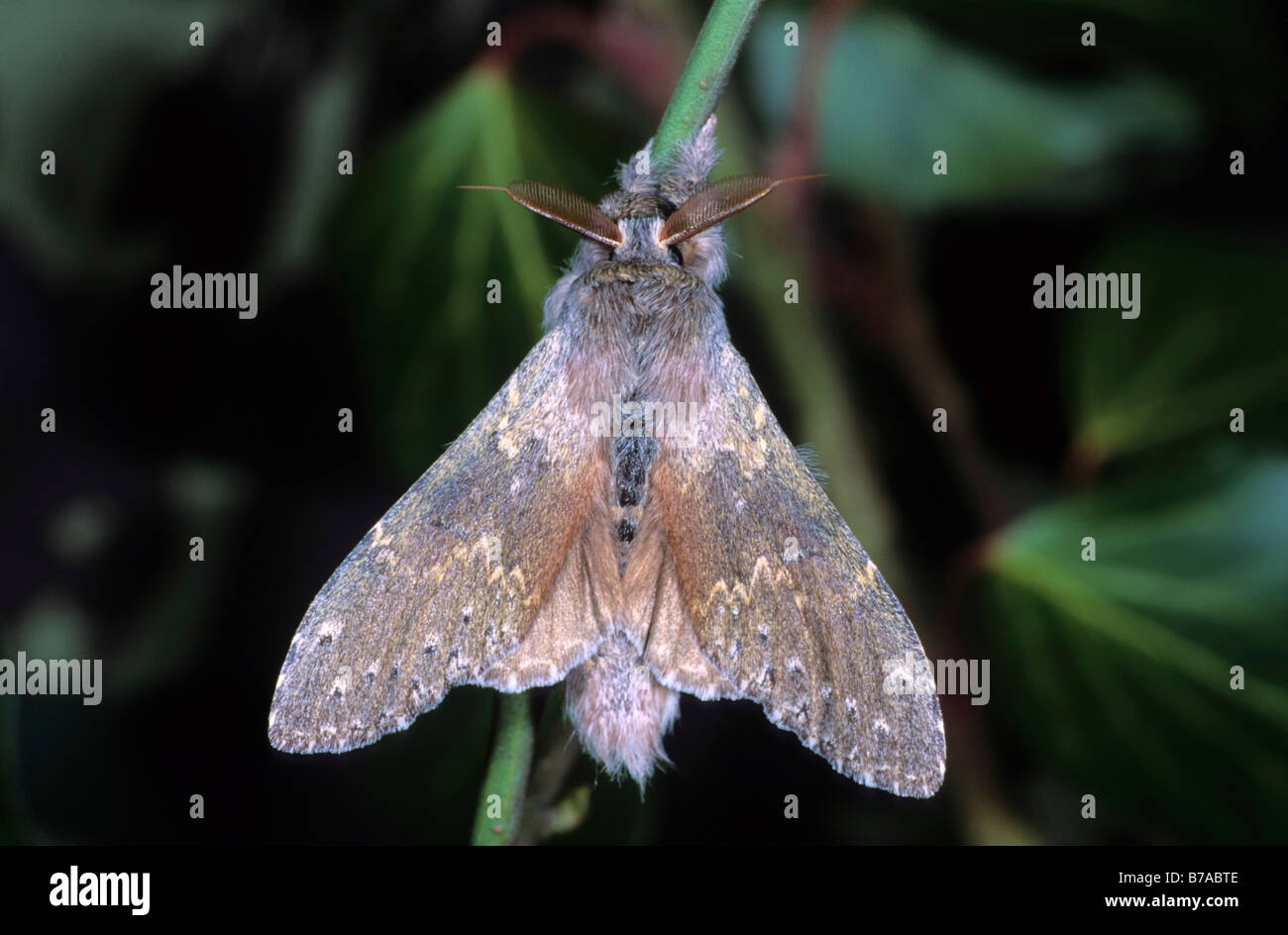 Lobster Moth (Stauropus fagi Stock Photo - Alamy