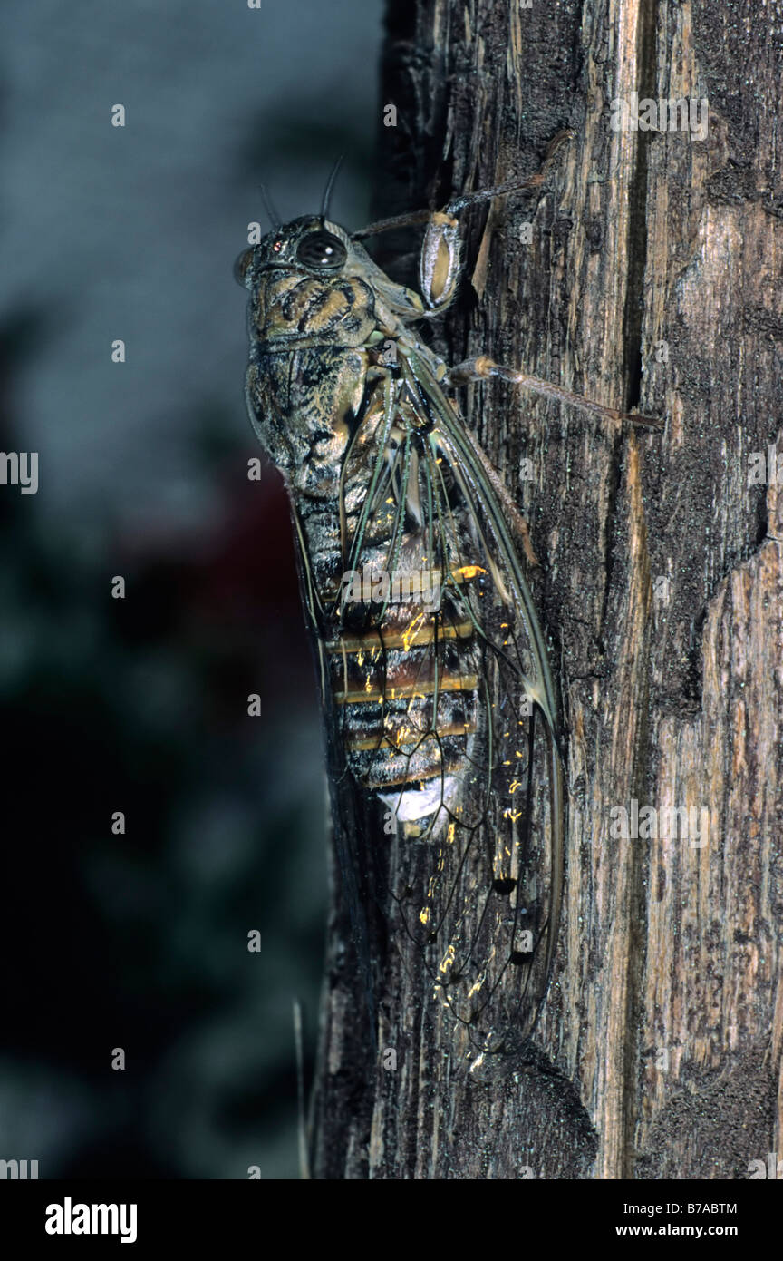 Zikaden kreta hi-res stock photography and images - Alamy