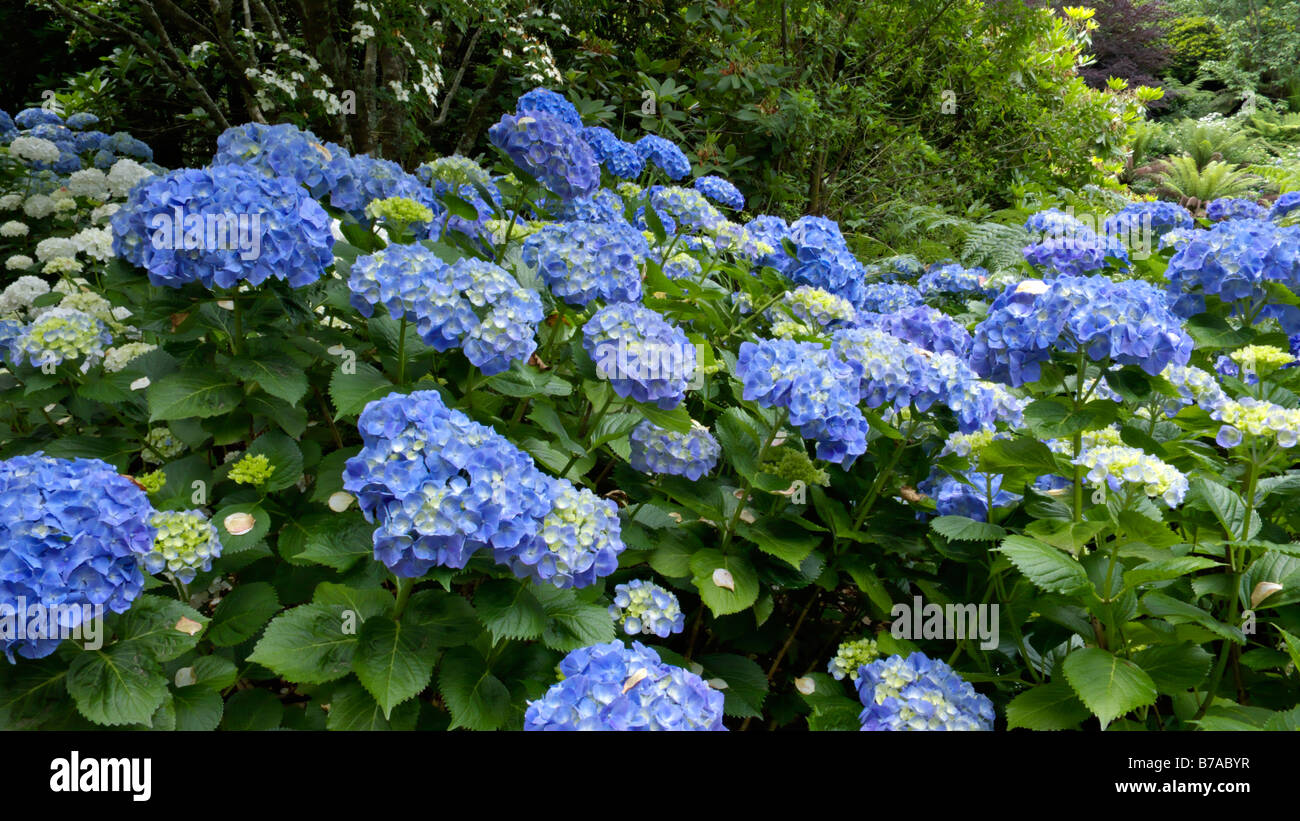 Big-leaved hydrangea (Hydrangea macrophylla Stock Photo - Alamy