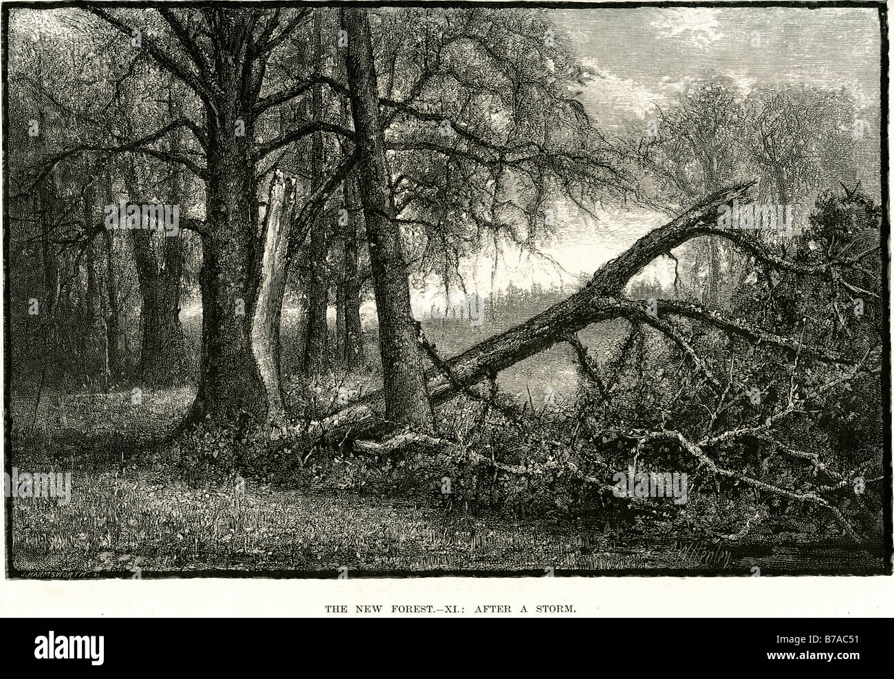 new forest after storm broken snapped branch trunk tree wood The New ...