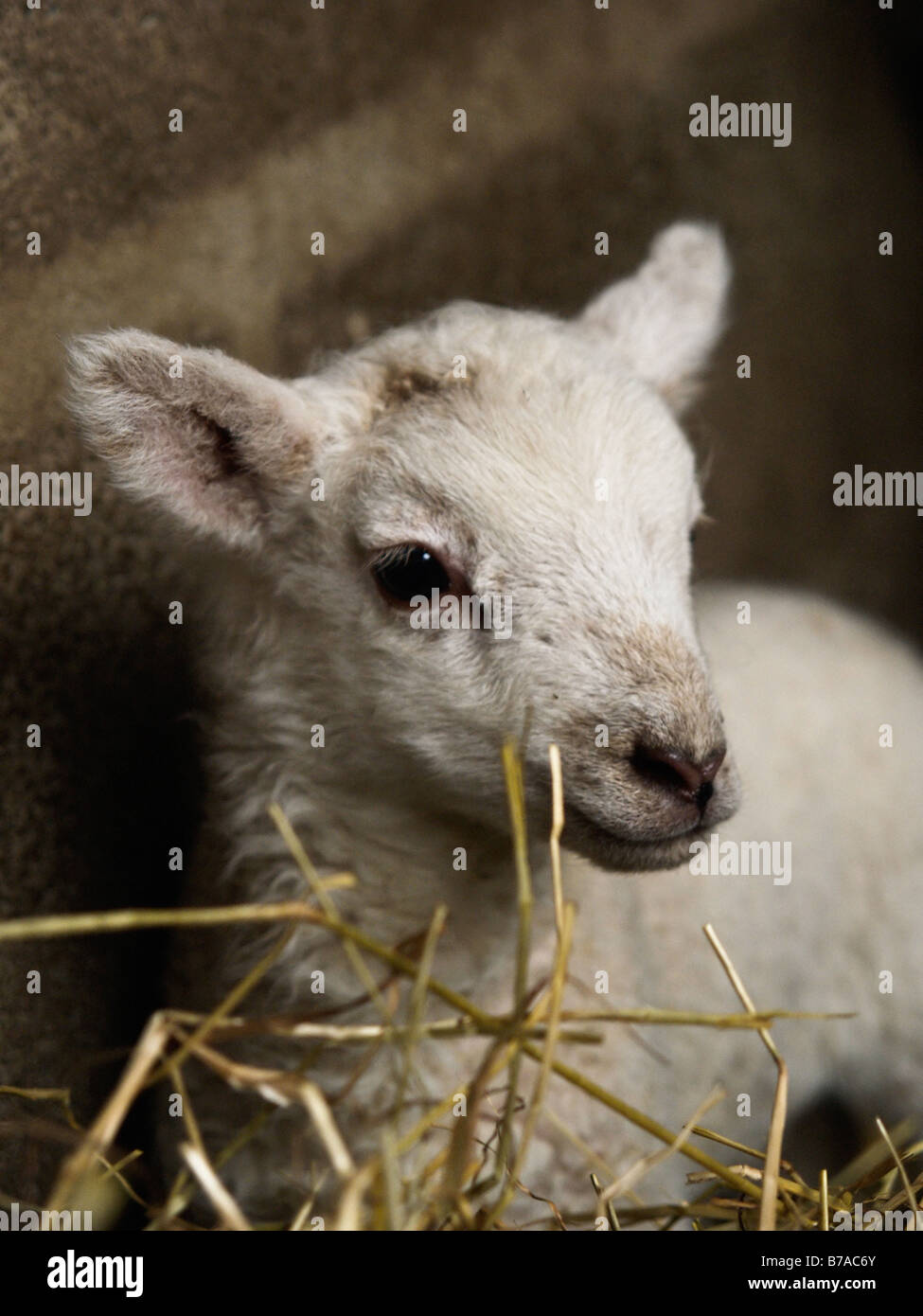 Sheep lamb lambs hay hi-res stock photography and images - Alamy