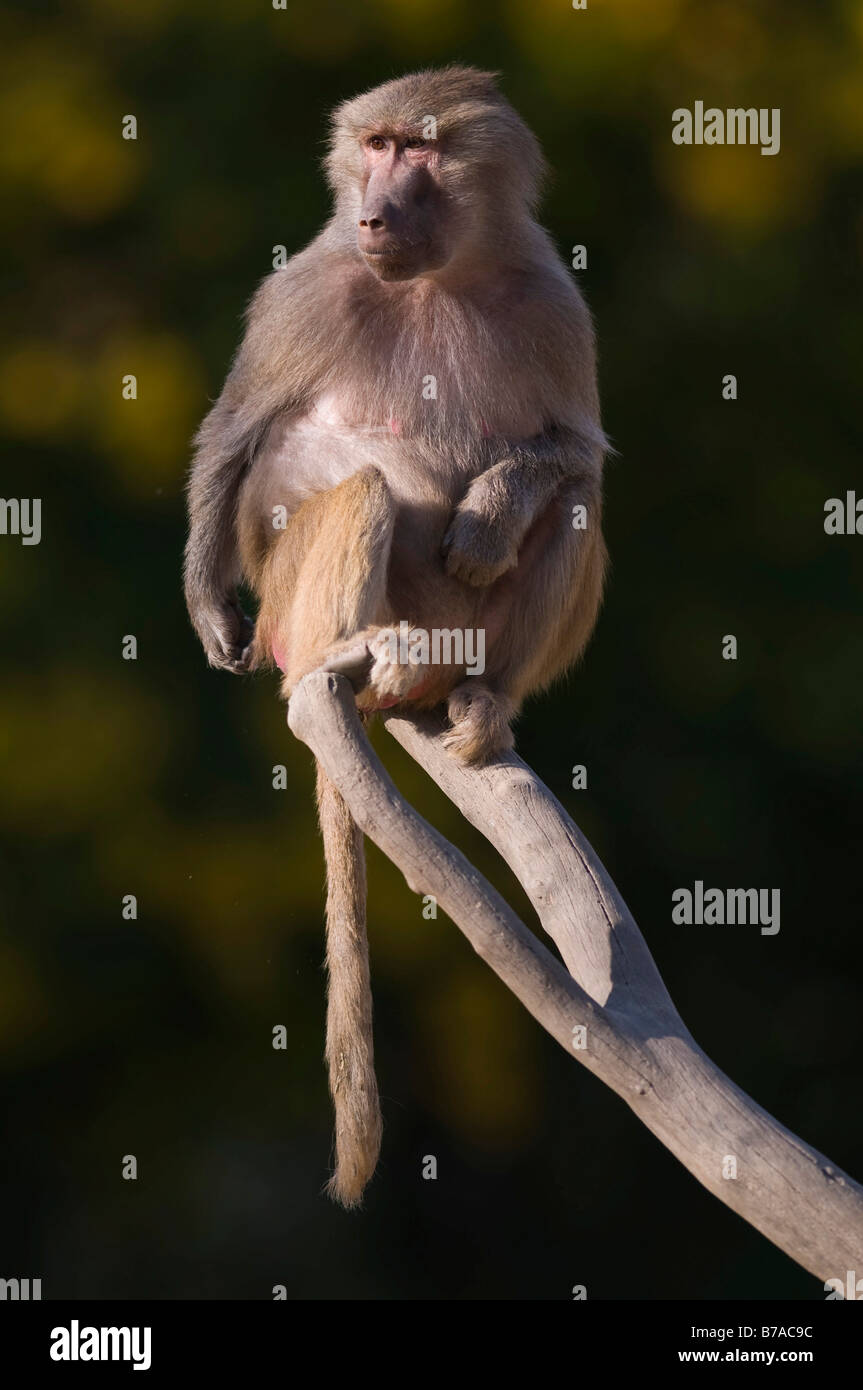 Female Baboon High Resolution Stock Photography and Images - Alamy