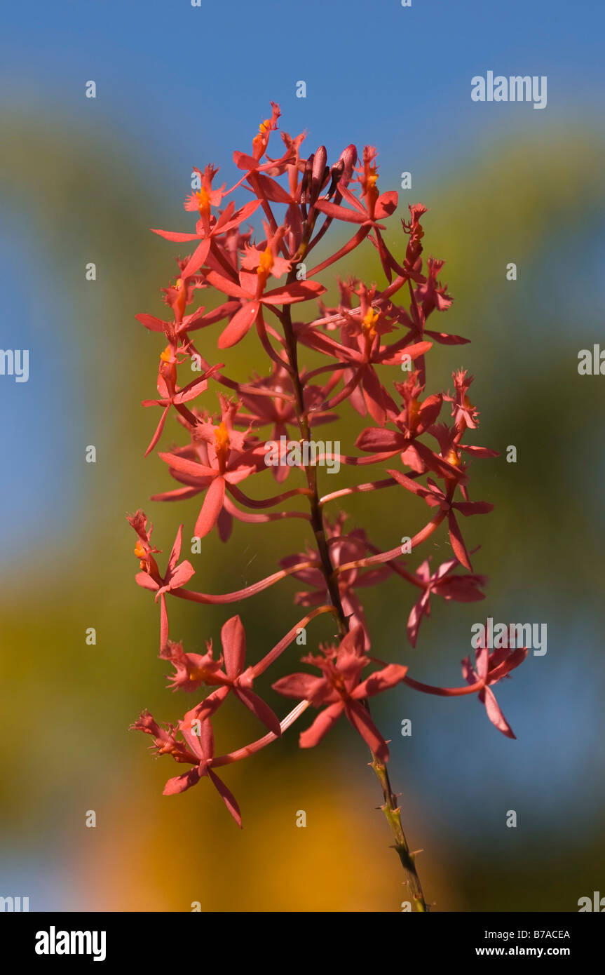 Epidendrum Species High Resolution Stock Photography and Images - Alamy