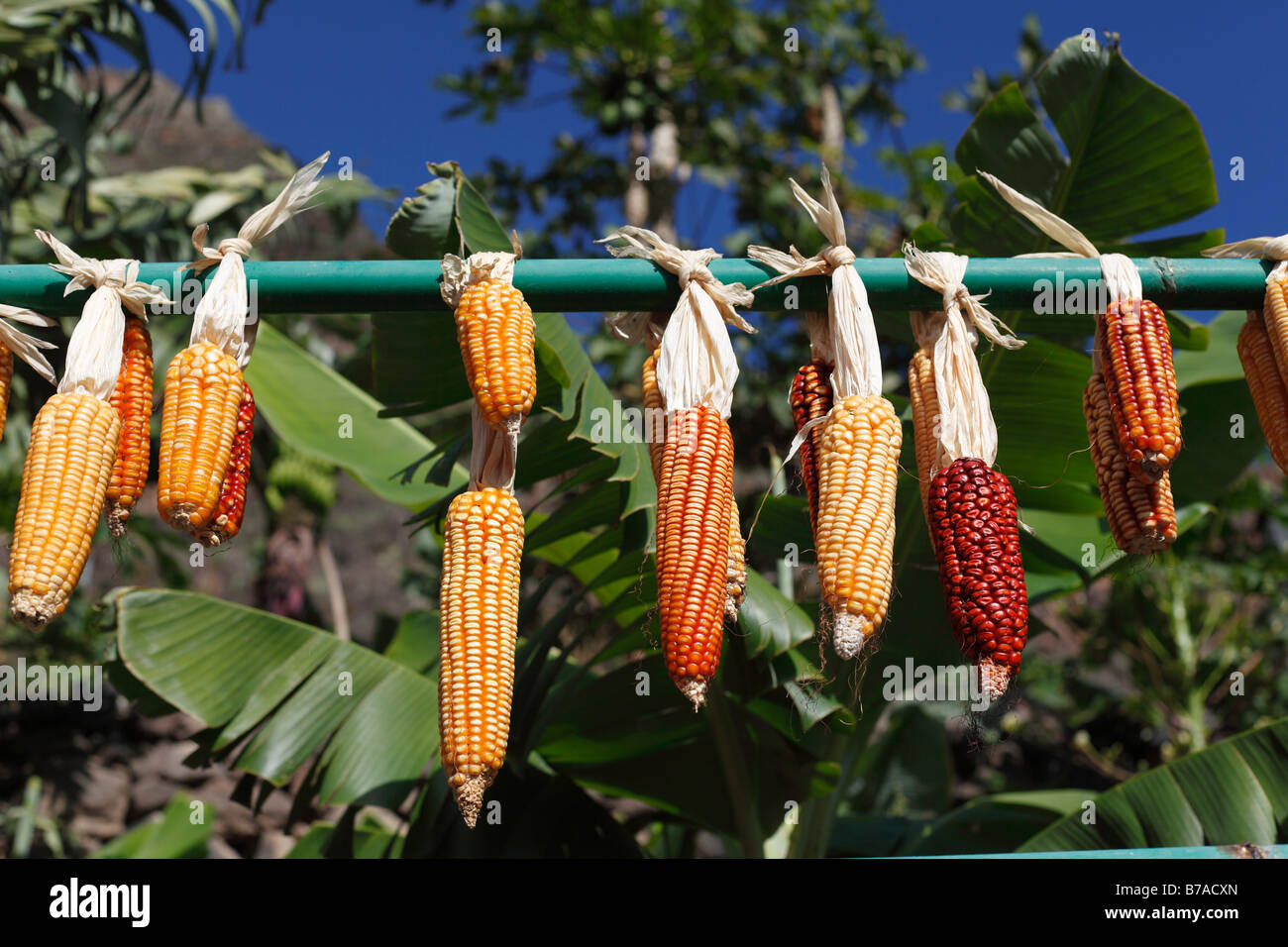 Corn cobs drying on a metal rod, La Gomera, Canary Islands, Spain ...