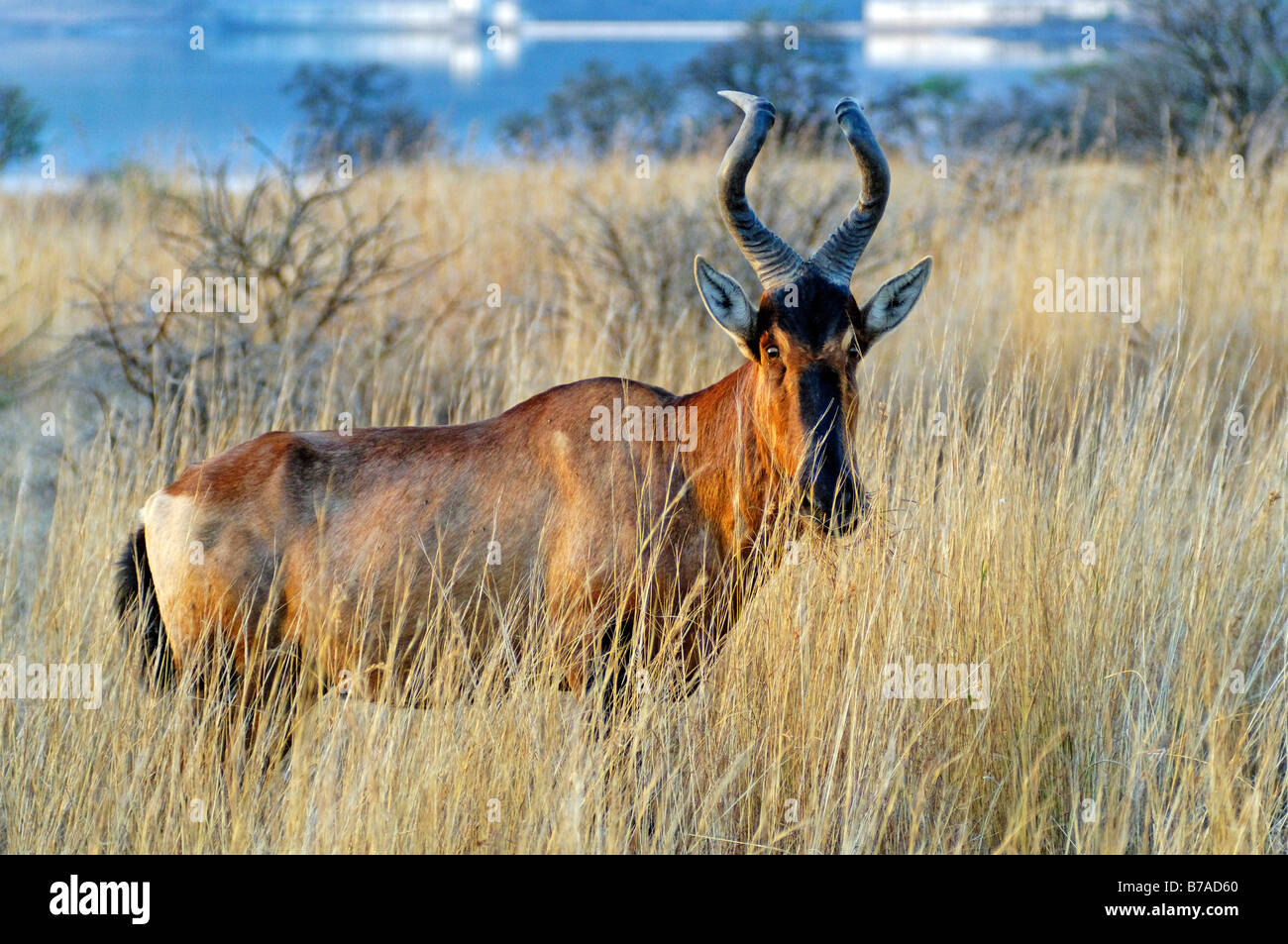 Topi hi-res stock photography and images - Alamy