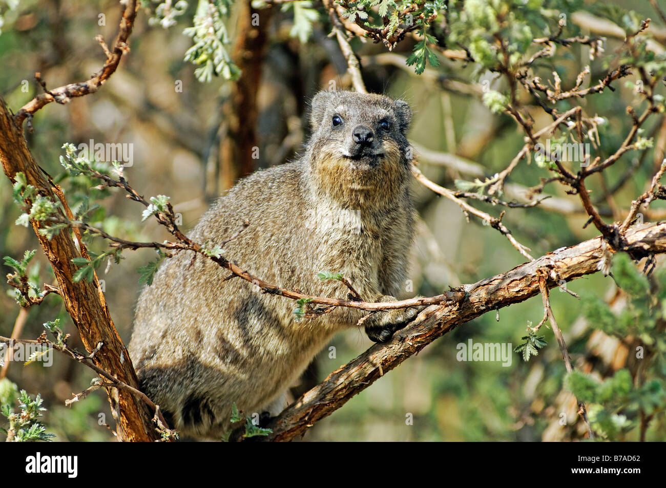 Cape Hyrax, Rock Hyrax, (Procavia capensis), Champagne Castle valley ...