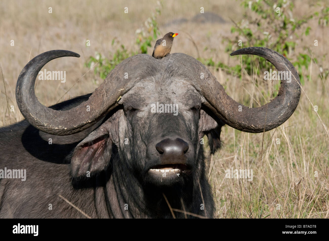 Yellow billed oxpecker on head African buffalo Masai Mara North Reserve ...