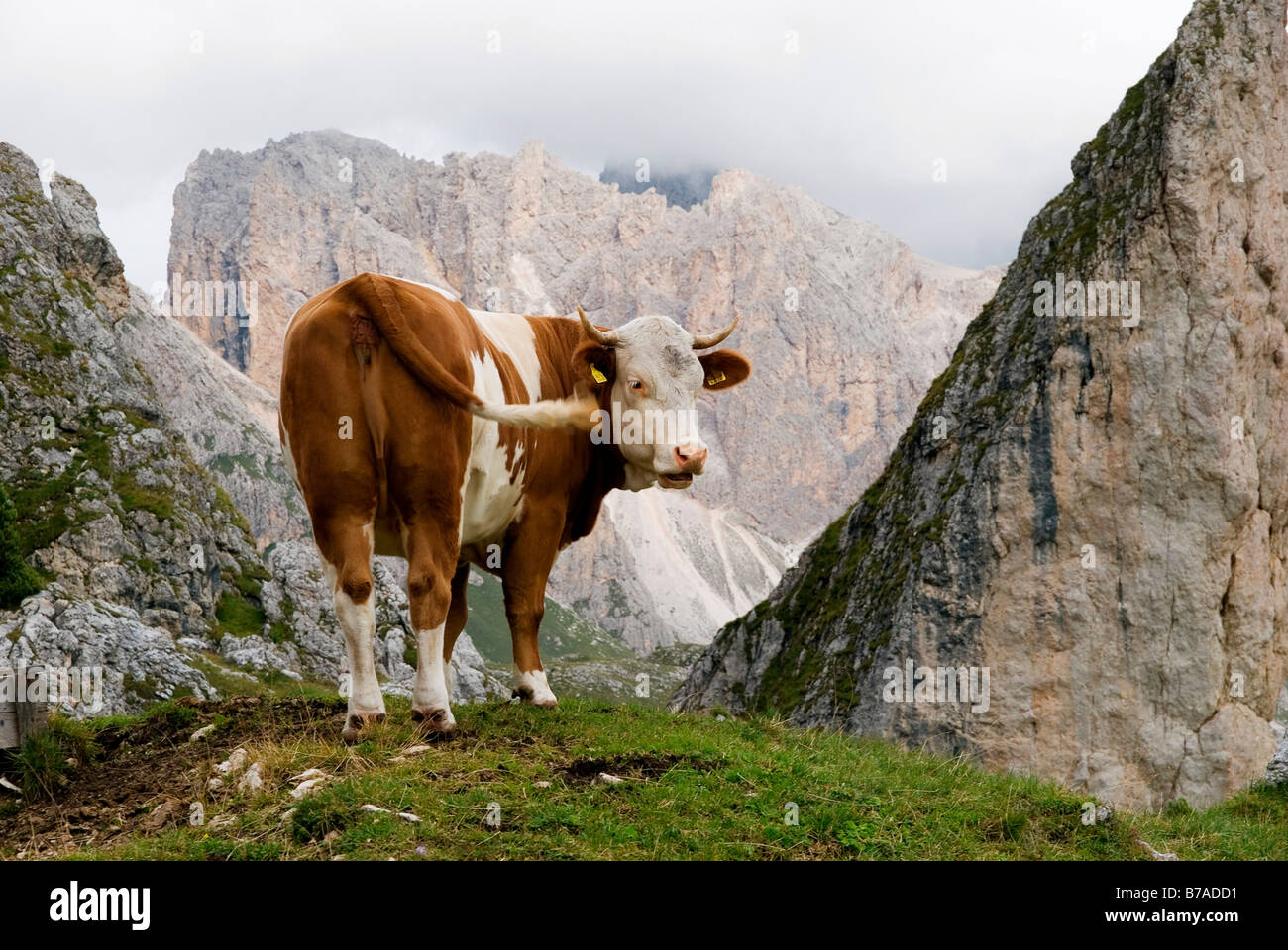 Alpine cow hi-res stock photography and images - Alamy