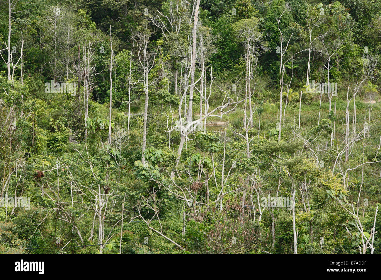 Secondary rainforest, reforestation, Samboja, East Kalimantan, Borneo ...