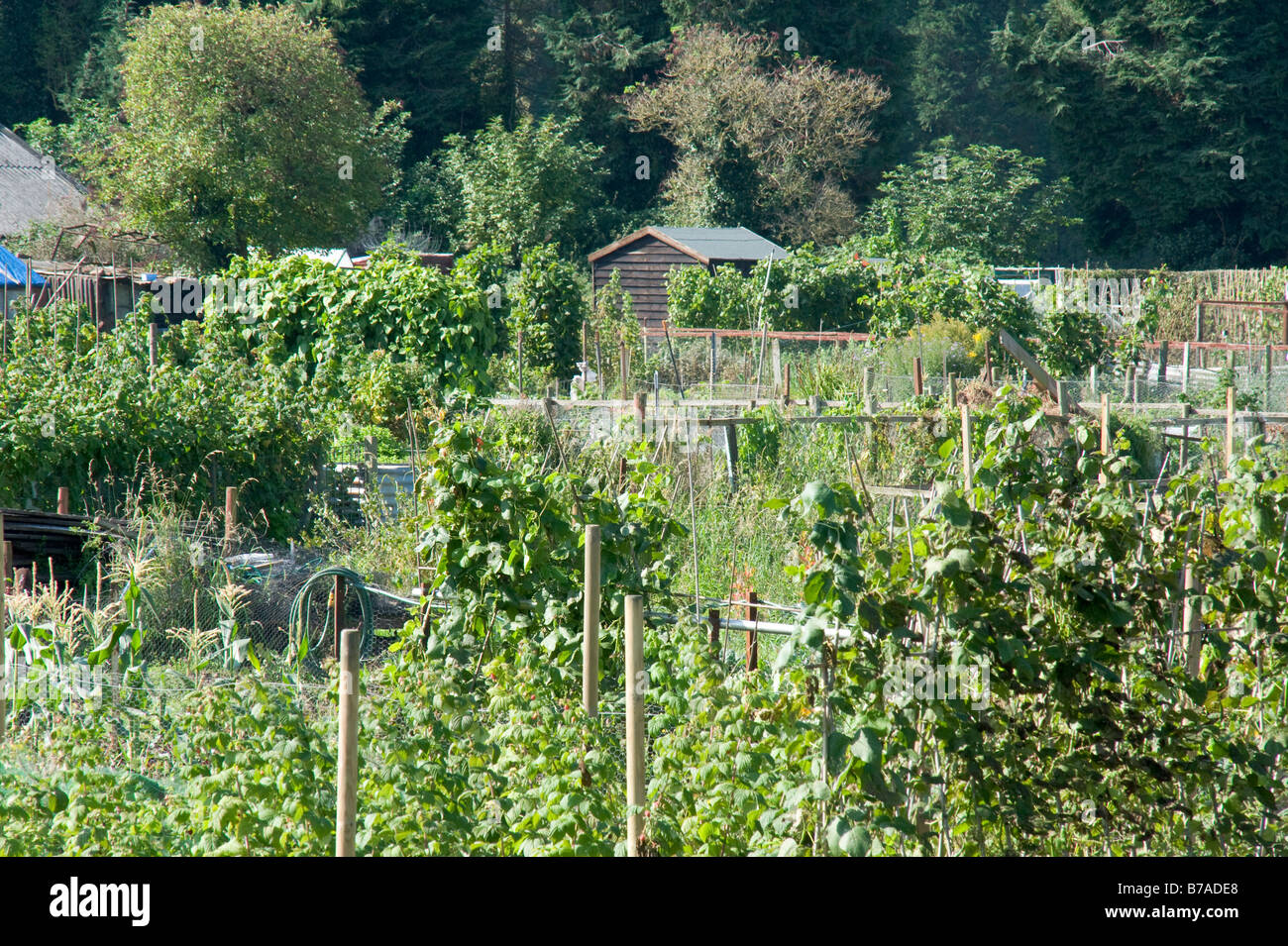 village english tradition traditional garden gardening allotment ...