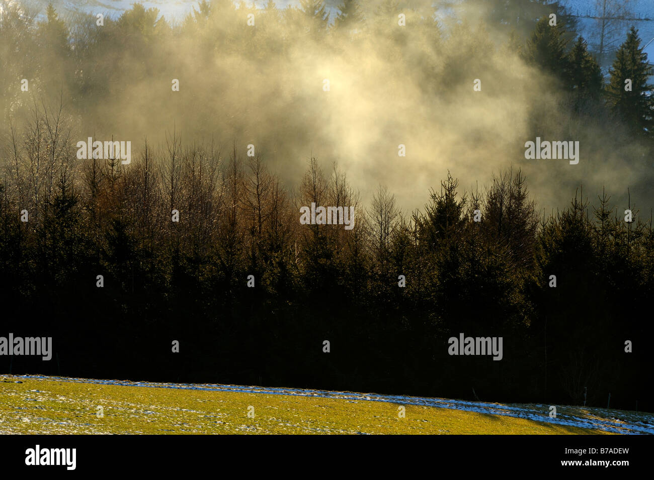Fichten forst hi-res stock photography and images - Alamy