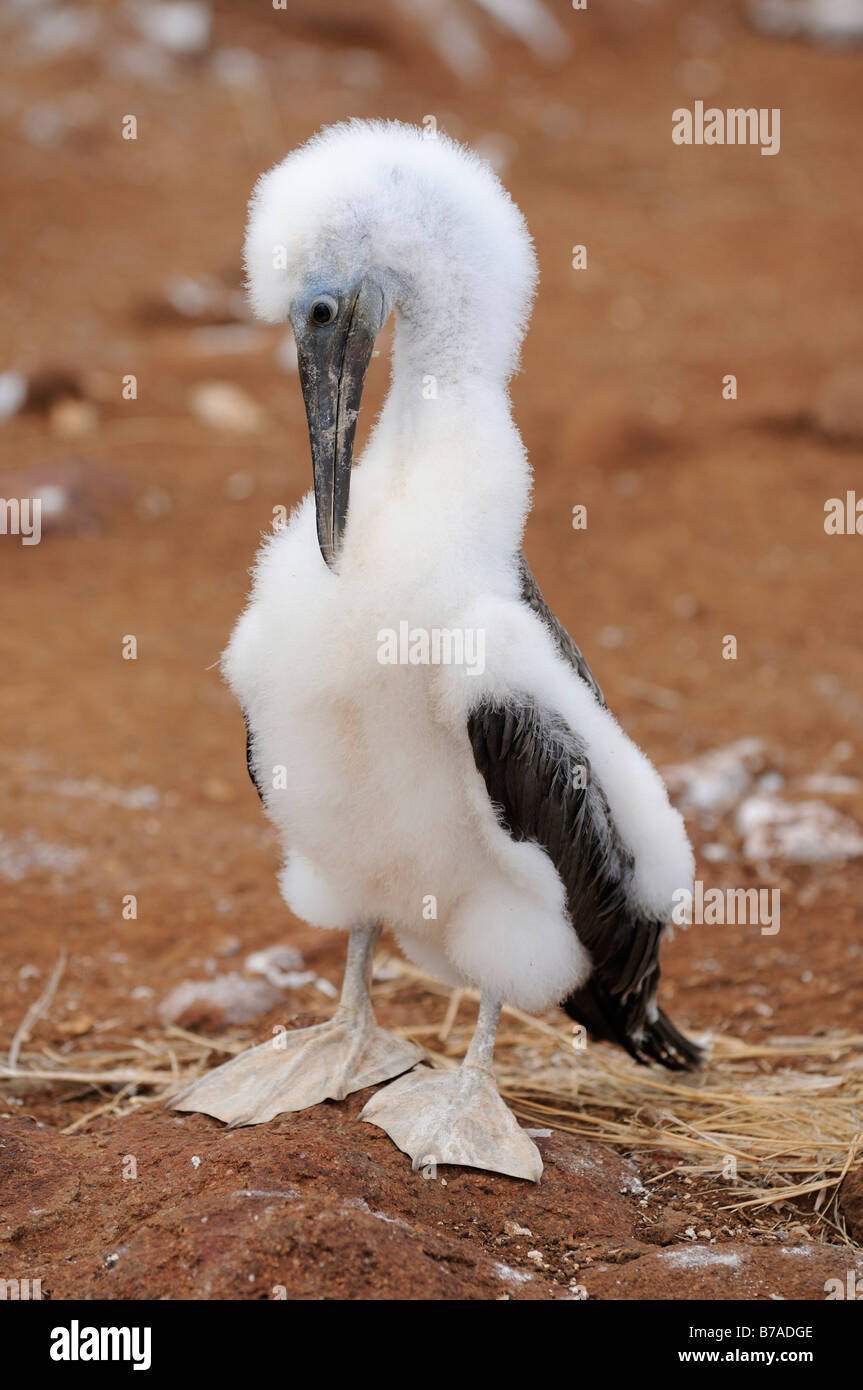 Young Blue-footed Bobby (Sula nebouxii), Seymour Norte Island ...