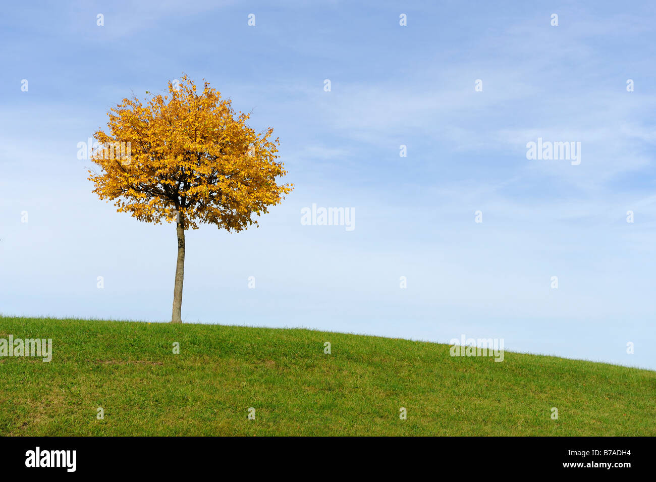 Lime tree (Tilia), autumnal colors in Klausenpass, Switzerland, Europe ...