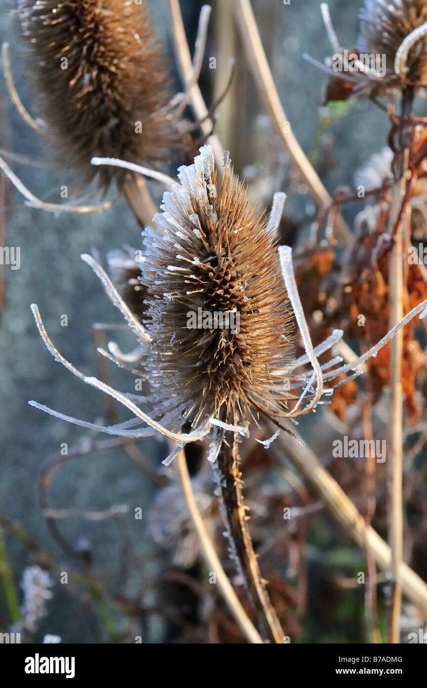 Frosty Teasel Teazel, Teazle, winter old plant Dipsacus. fullonum Stock ...