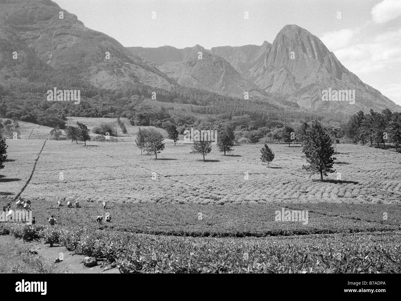 Tea plantation in Malawi under the famous Mount Malawi Africa Stock ...