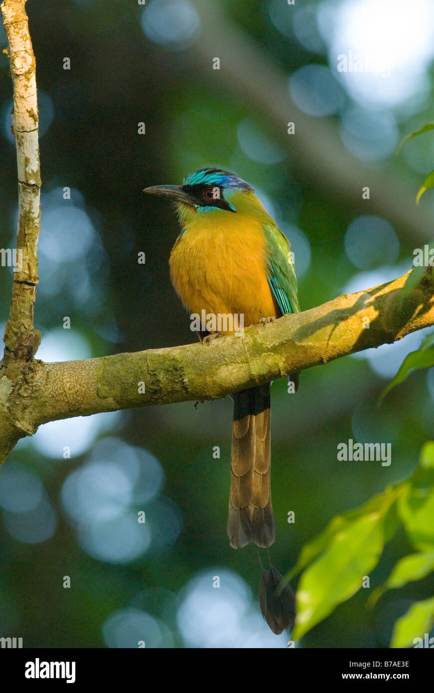 Blue-crowned motmot Momotus momota Stock Photo - Alamy
