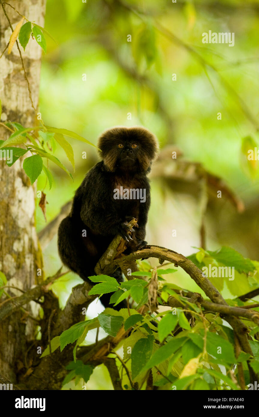 Goeldis monkey callimico goeldii hi-res stock photography and images ...