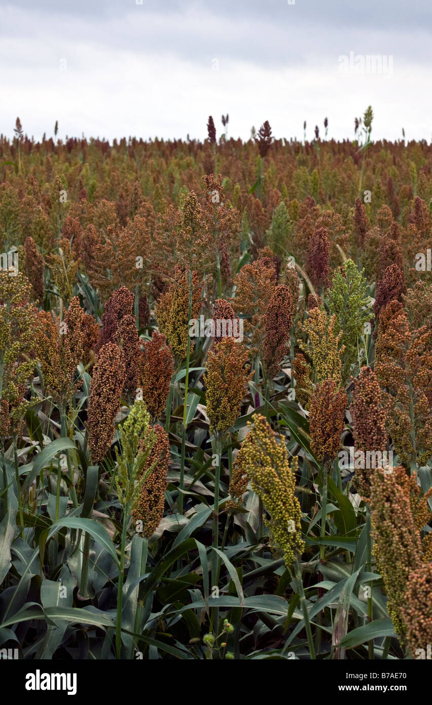 Sorghum fodder crop hi-res stock photography and images - Alamy