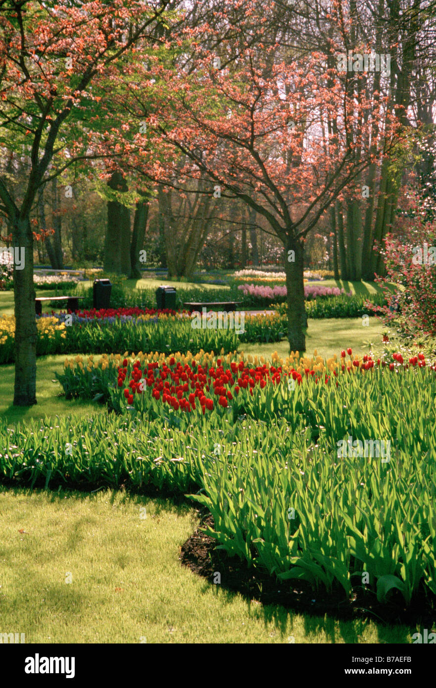 Keukenhof is a popular Dutch attraction located a short walk from the ...