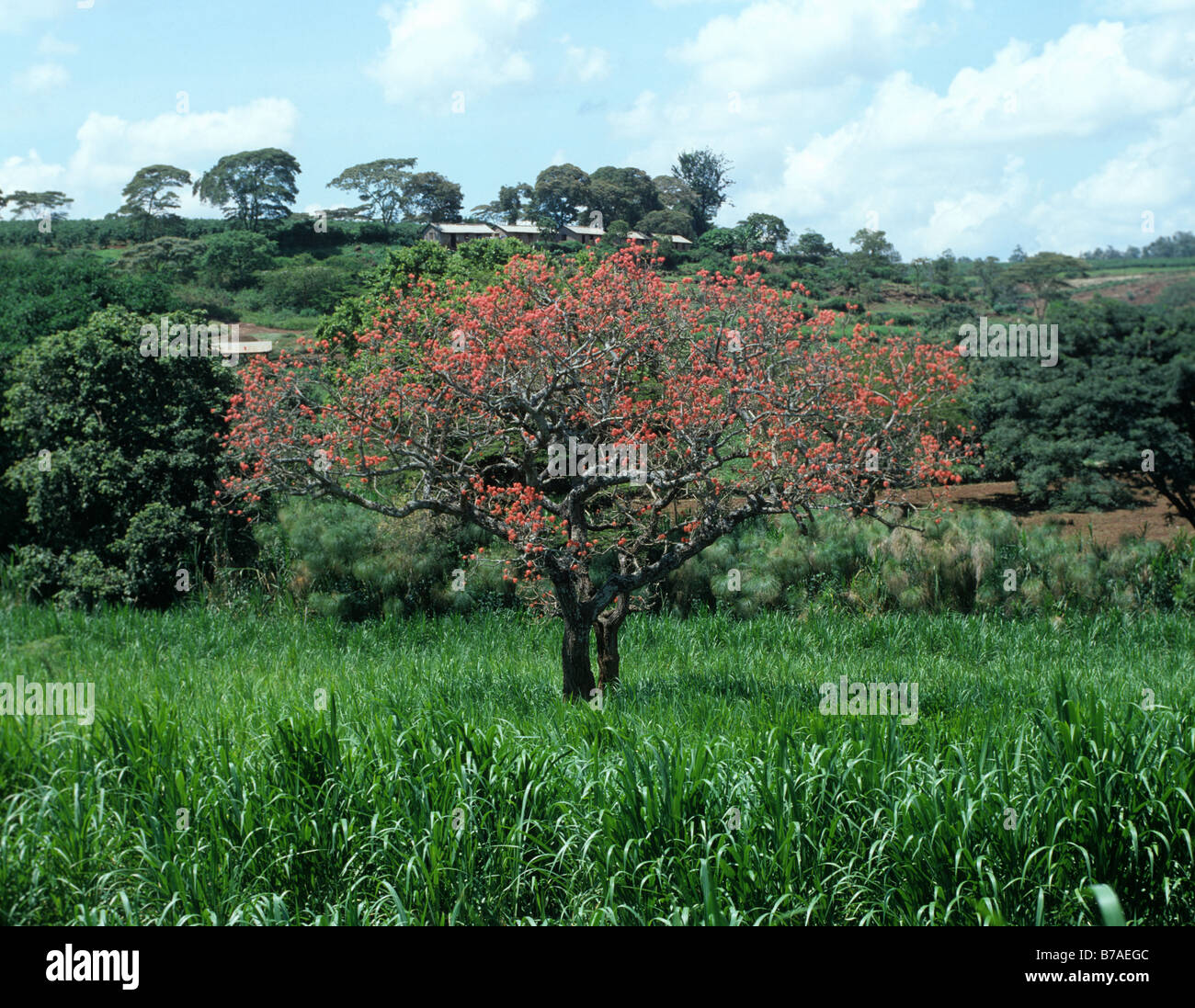 Common coral tree Erythrina lysistemon leafless tree in flower by the ...