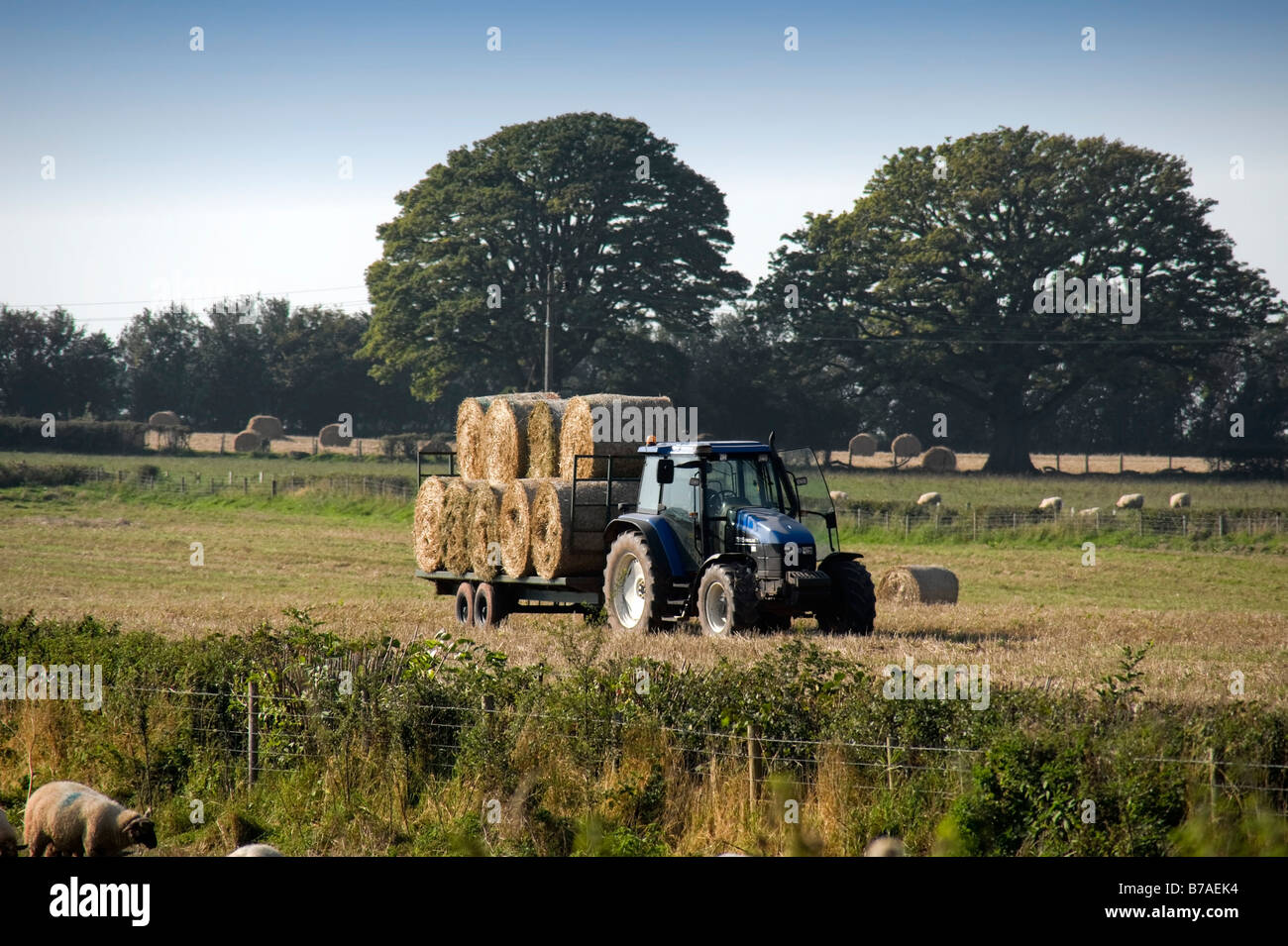crops being harvested Stock Photo - Alamy