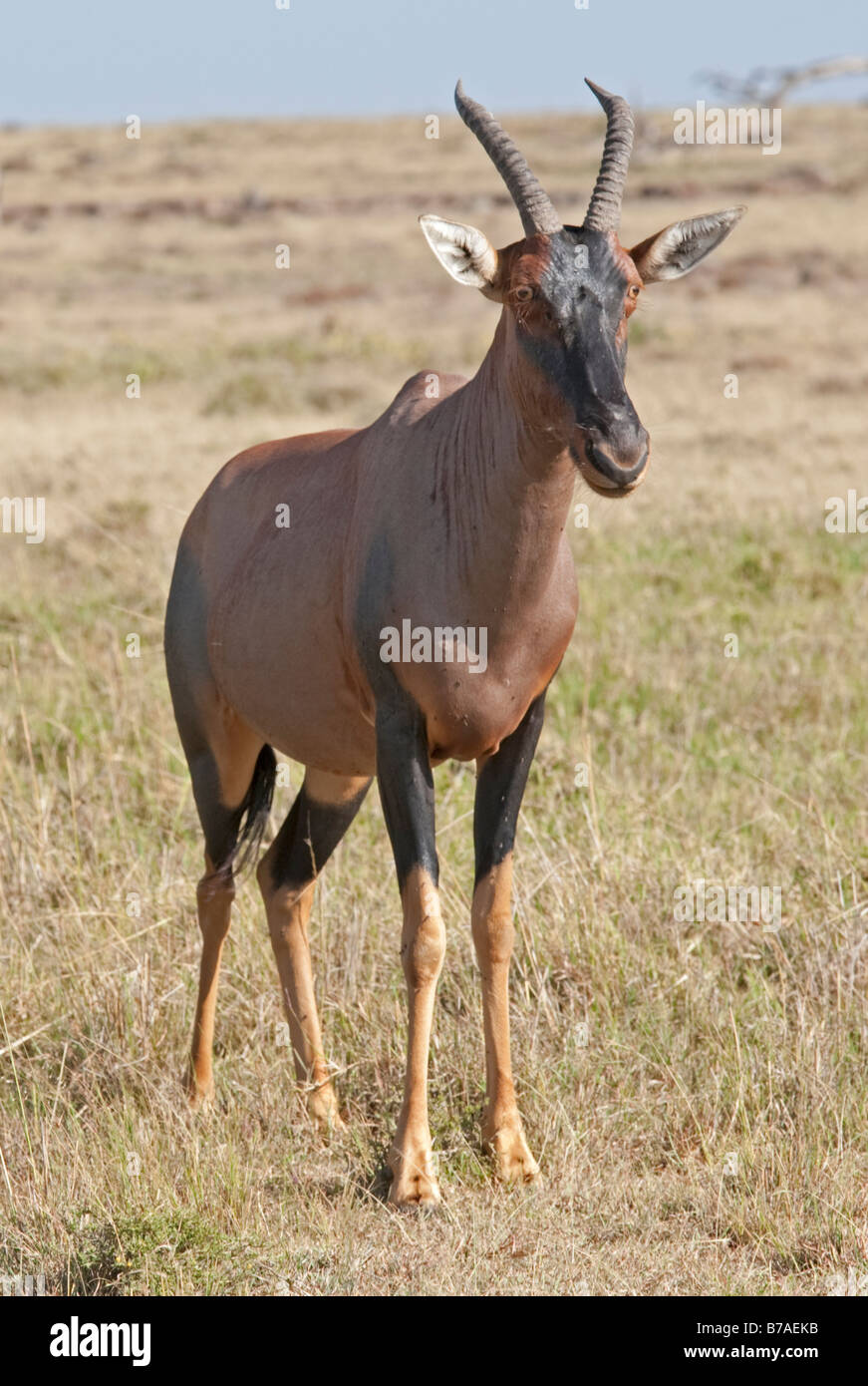 Topi, kenya hi-res stock photography and images - Alamy