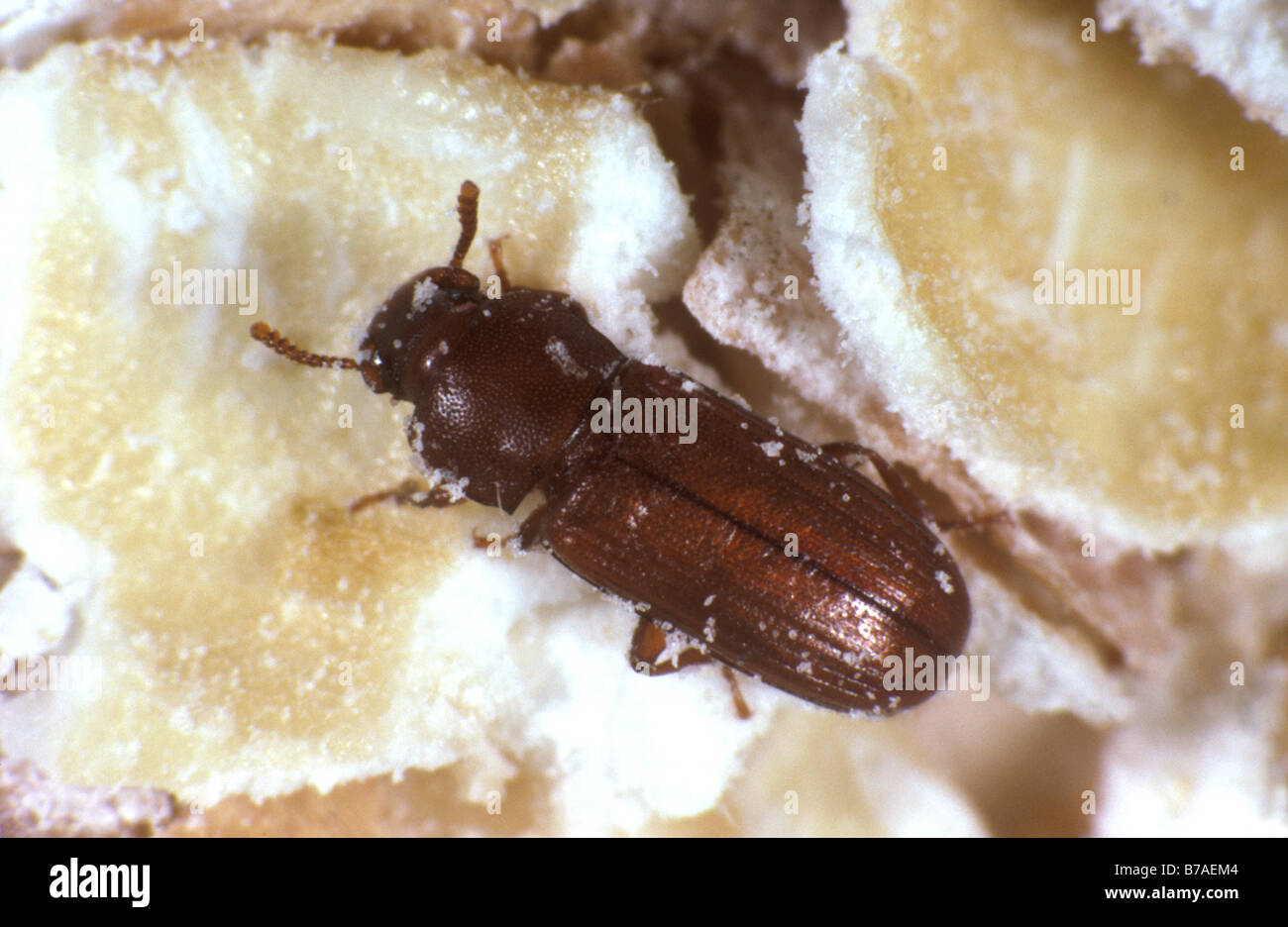 Tribolium hi-res stock photography and images - Alamy